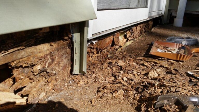 Best Guide How to Repair Termite Damage - Castle Construction