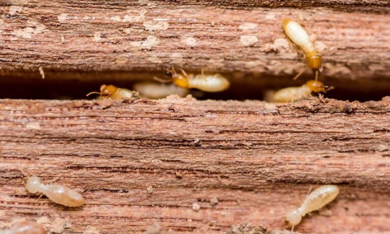 Termite Wood Damage: Signs, Prevention, and Repair