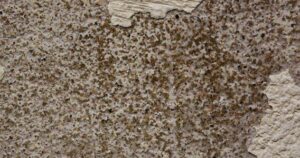 Understanding Termite Damage on Drywall | Castle Construction